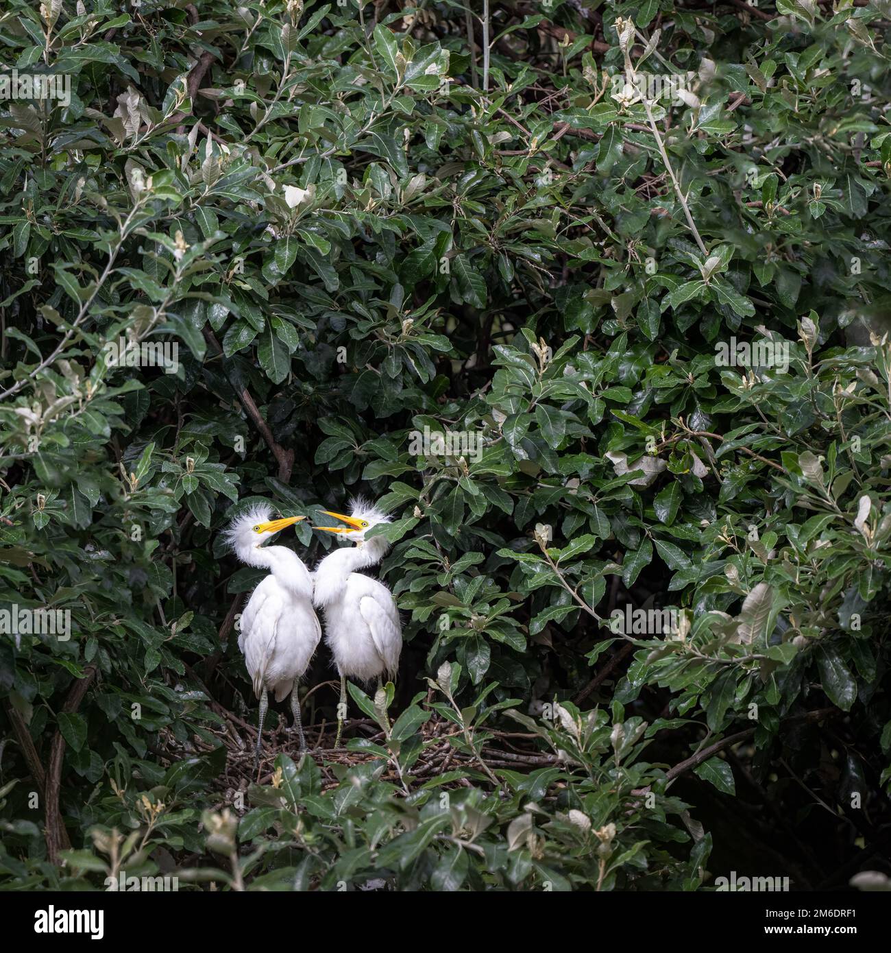 Two Little Egret chicks stand in their rookery nest at Macintosh Park ...