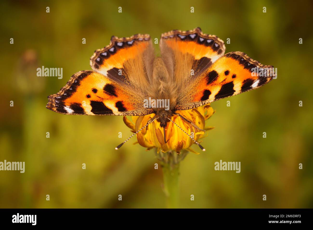 Natural closeup on a Small tortoiseshell butterfly, Aglais urticae ...