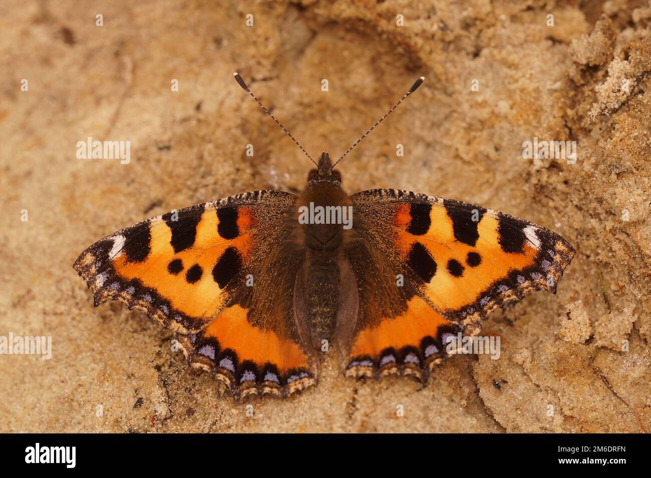 Natural closeup on a Small tortoiseshell butterfly, Aglais urticae ...