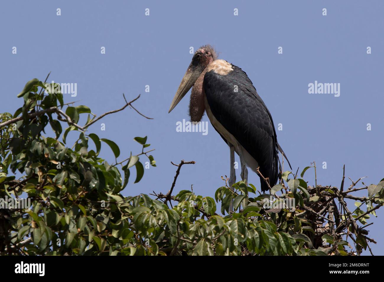 Marabou stork bird uganda africa hi-res stock photography and images ...