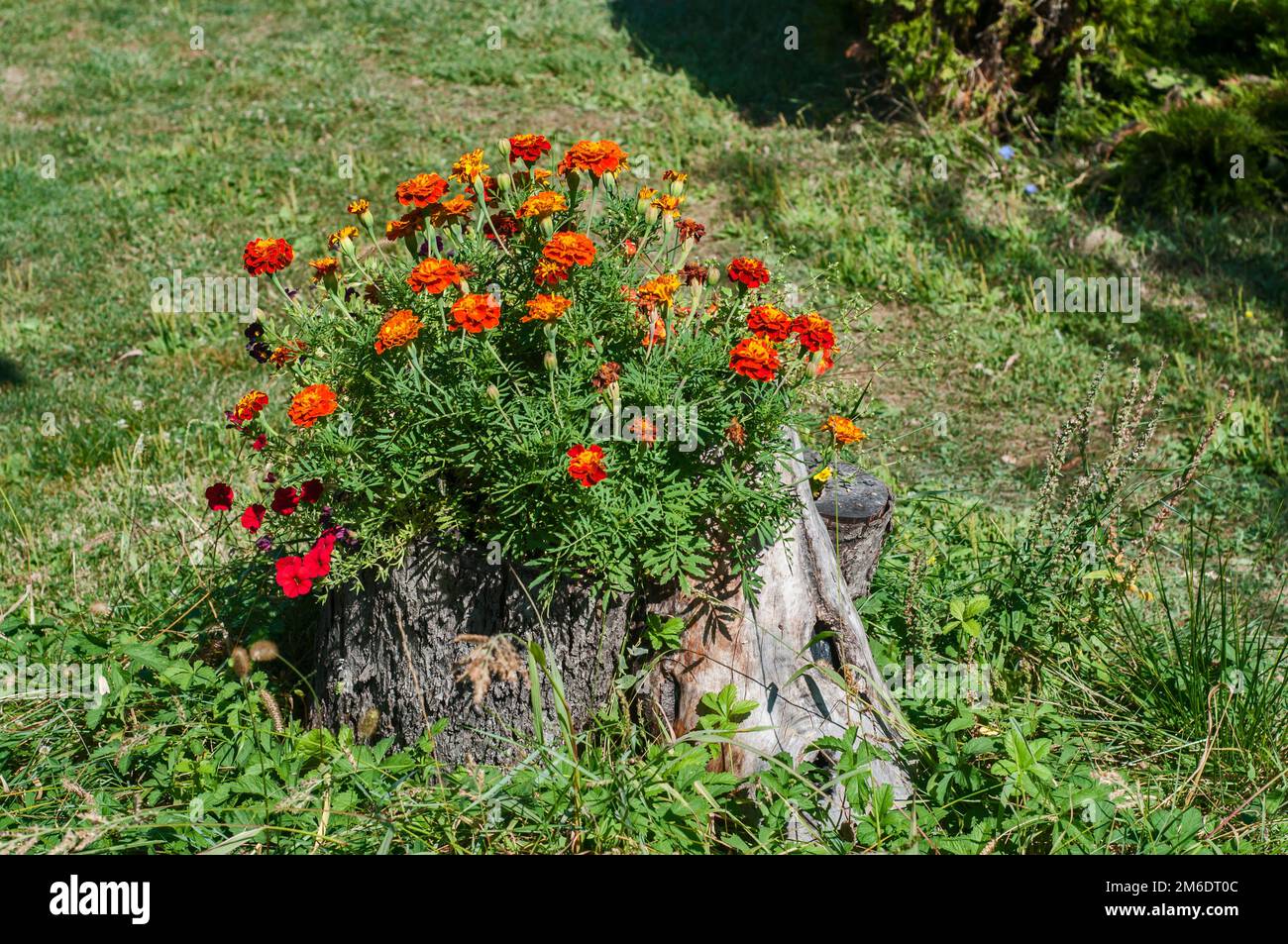 Garden flowers planted in the trunk of large tree on rural meadow Stock ...