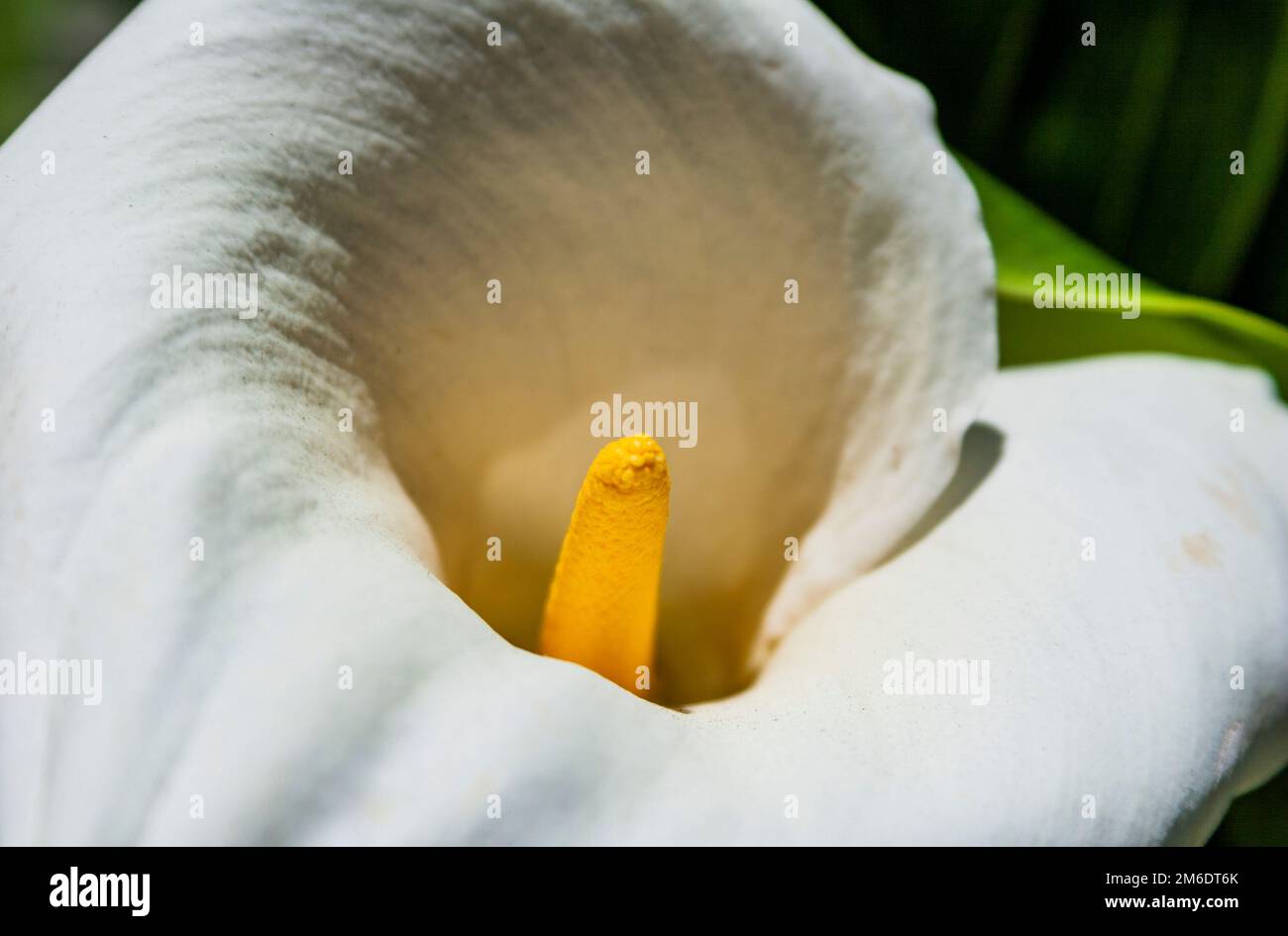 Spatha hi-res stock photography and images - Alamy