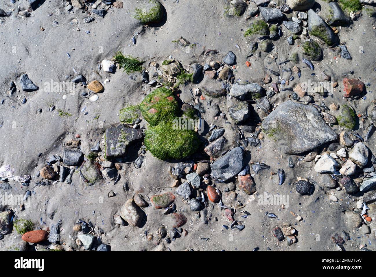 Sea shells ground hi-res stock photography and images - Alamy