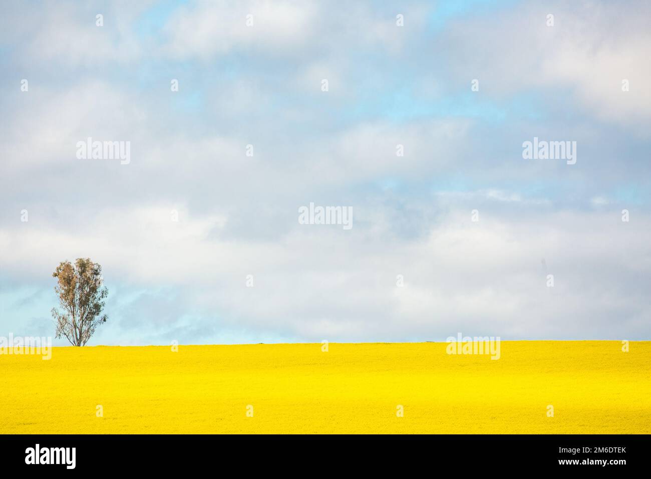 Sunshine on golden canola field with a single gum tree standing in the ...