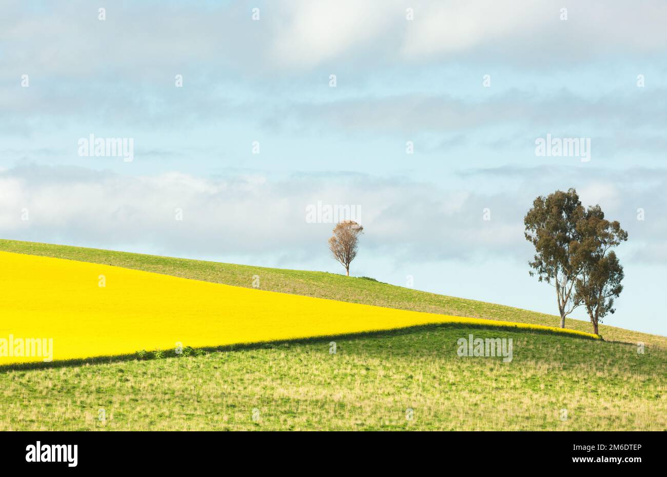 Flowering canola anola landscape with Australian gum trees Stock Photo ...