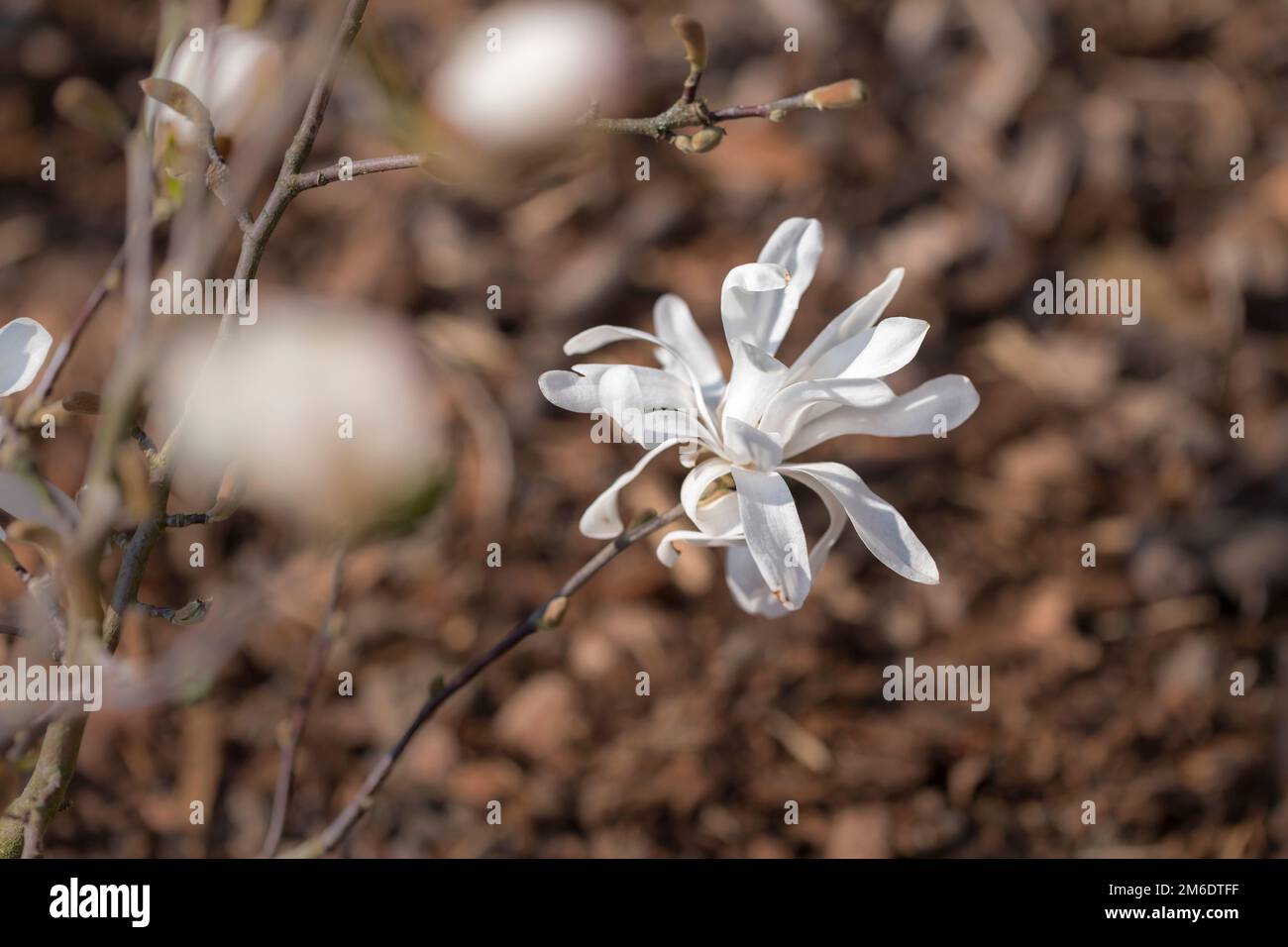 White blossom of the star magnolia Stock Photo - Alamy