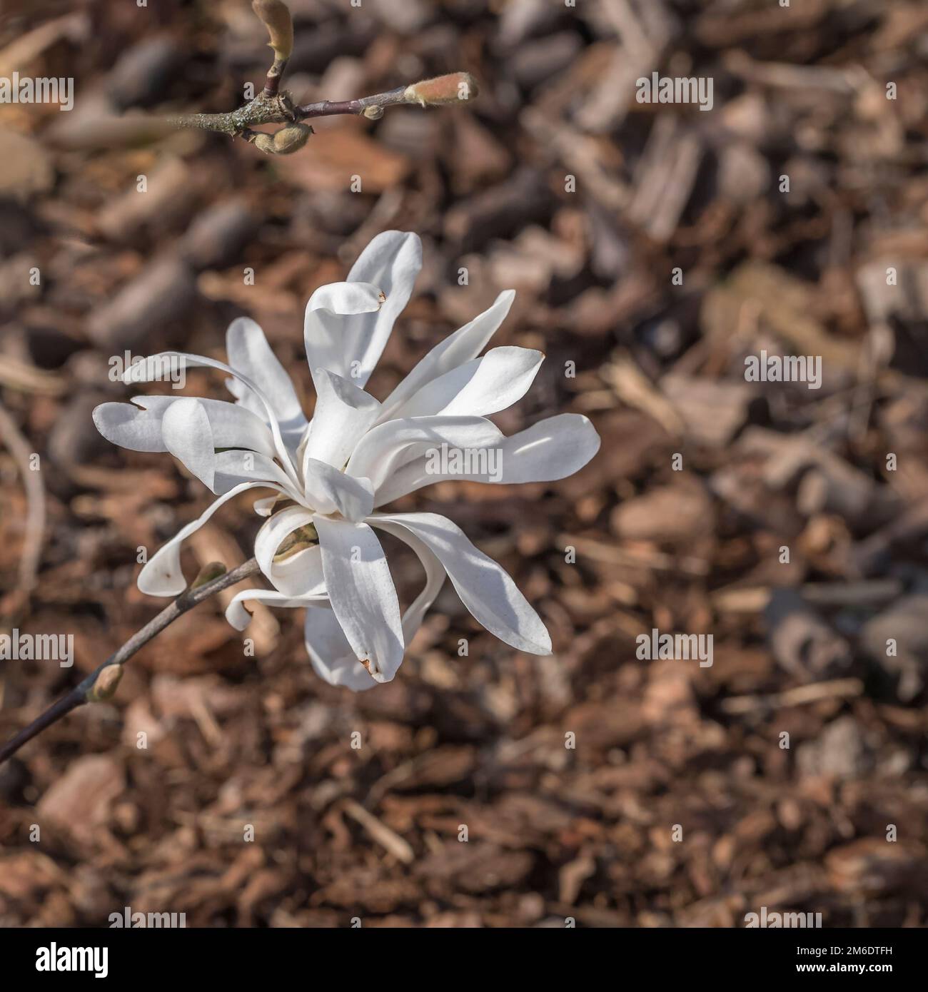 White blossom of the star magnolia Stock Photo - Alamy