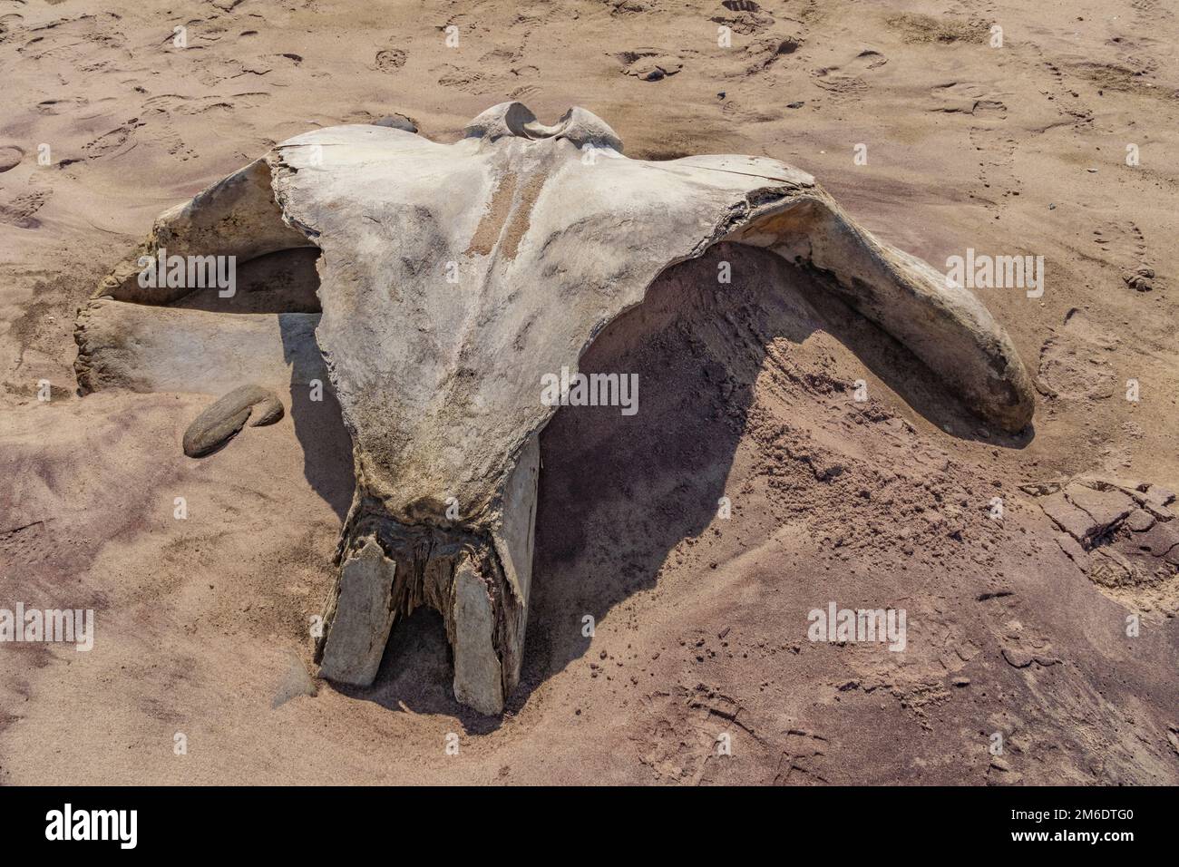 Whale skull bones hi-res stock photography and images - Alamy