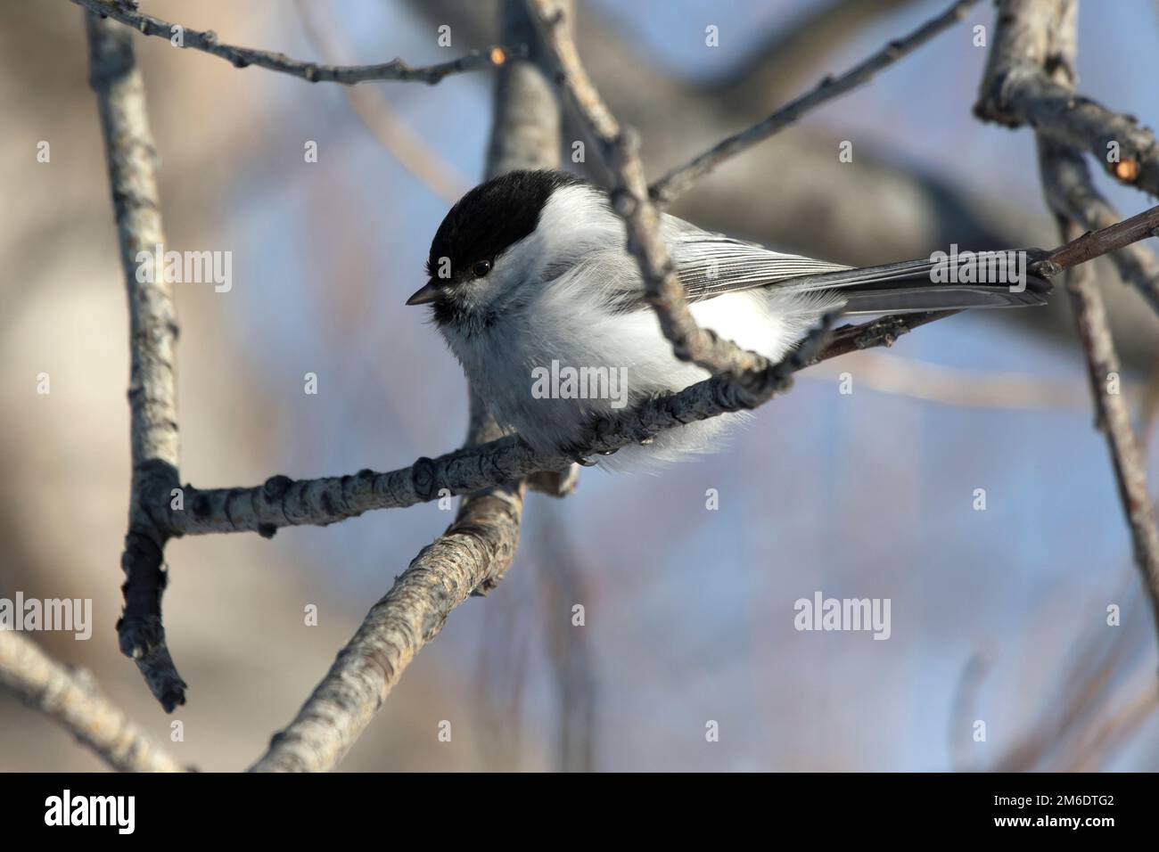Willow tit who sits on a branch on a winter day Stock Photo - Alamy