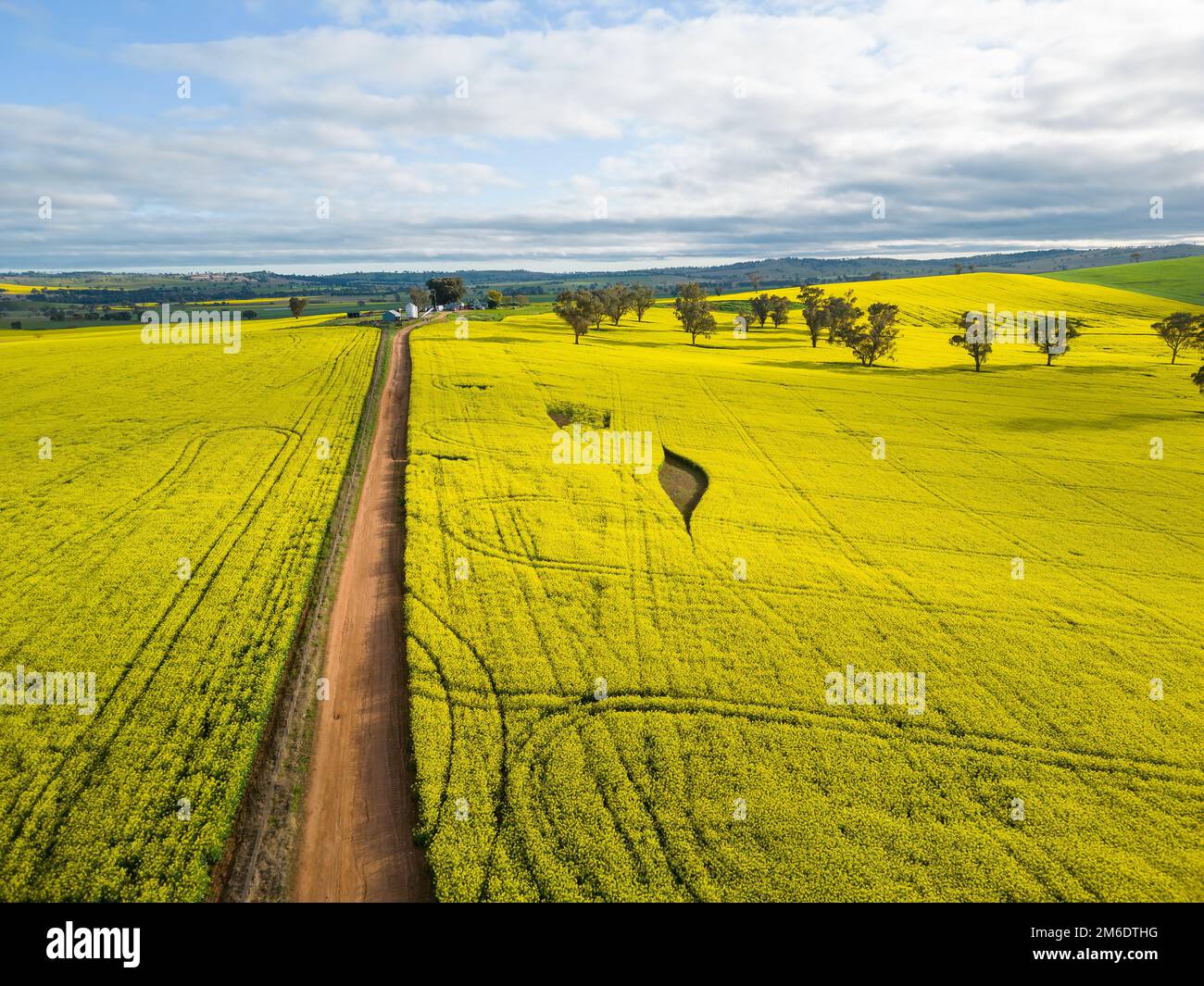 Canola crop growing australia hi-res stock photography and images - Alamy