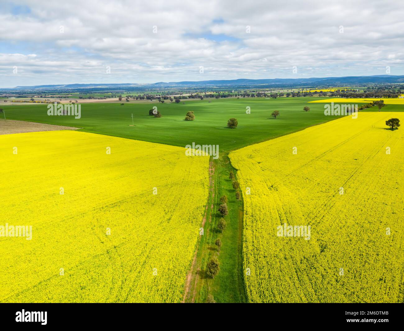Fields of green and gold farming land of wheat and canola during early ...