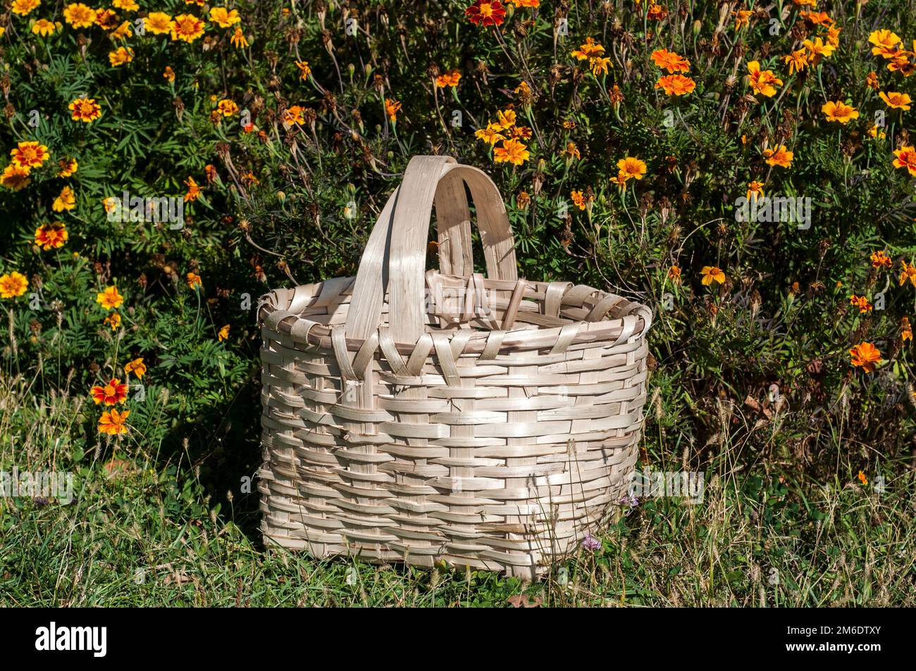 Wicker rustic basket on green grass flowered garden background Stock ...