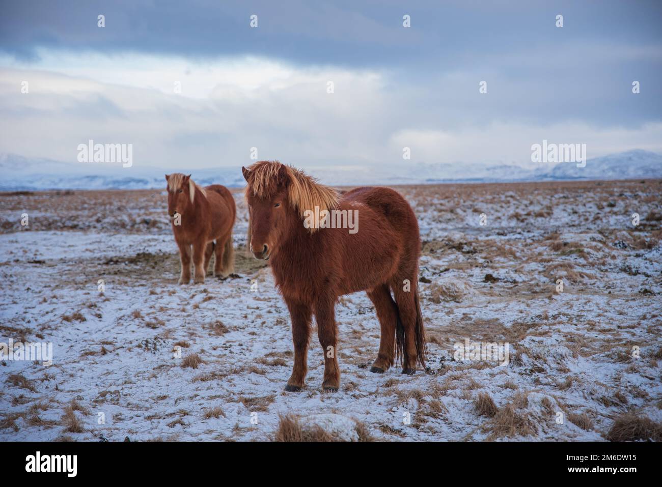 Cold horse hi-res stock photography and images - Alamy