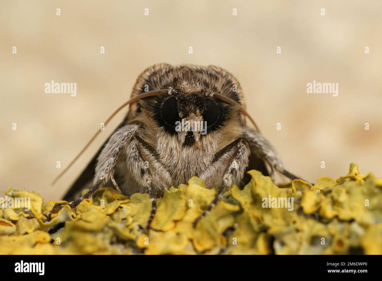Detailed frontal closeup of the figure of eighty moth, Tethea ocularis ...