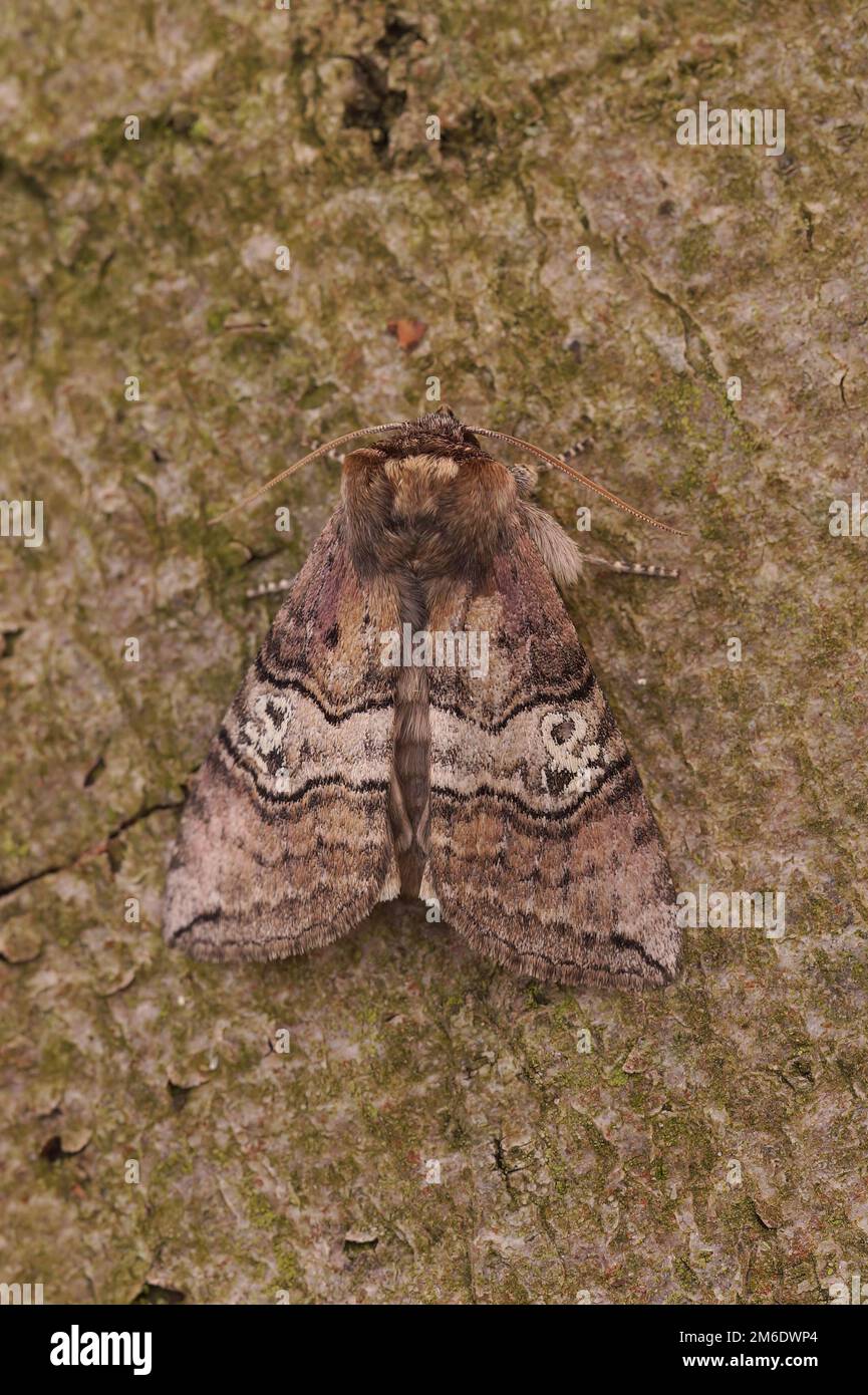 Detailed closeup of the figure of eighty moth, Tethea ocularis Stock ...