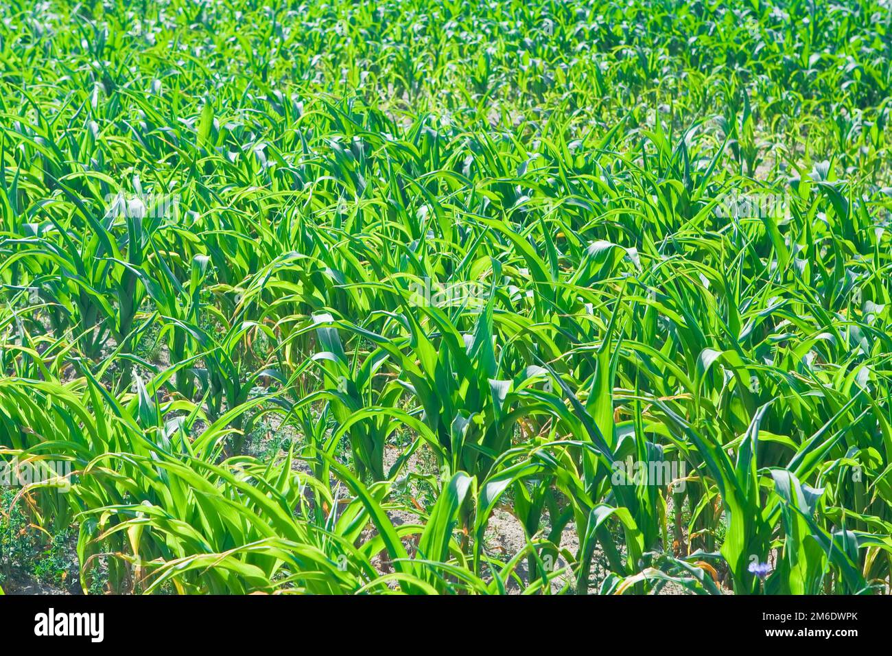 Corn texture hi-res stock photography and images - Alamy