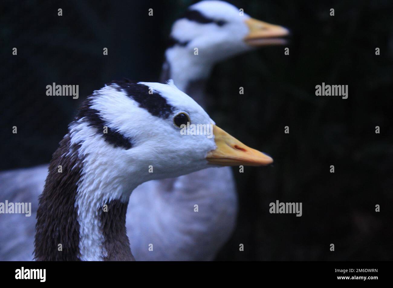 Two ducks are raised on the farm Stock Photo - Alamy