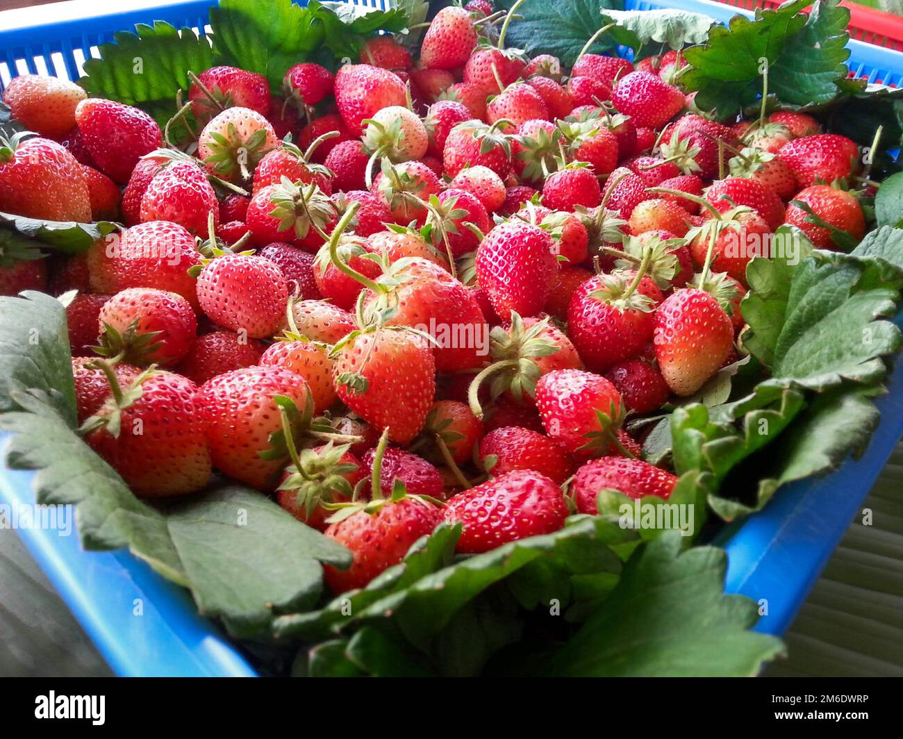Strawberries in a basket Stock Photo - Alamy