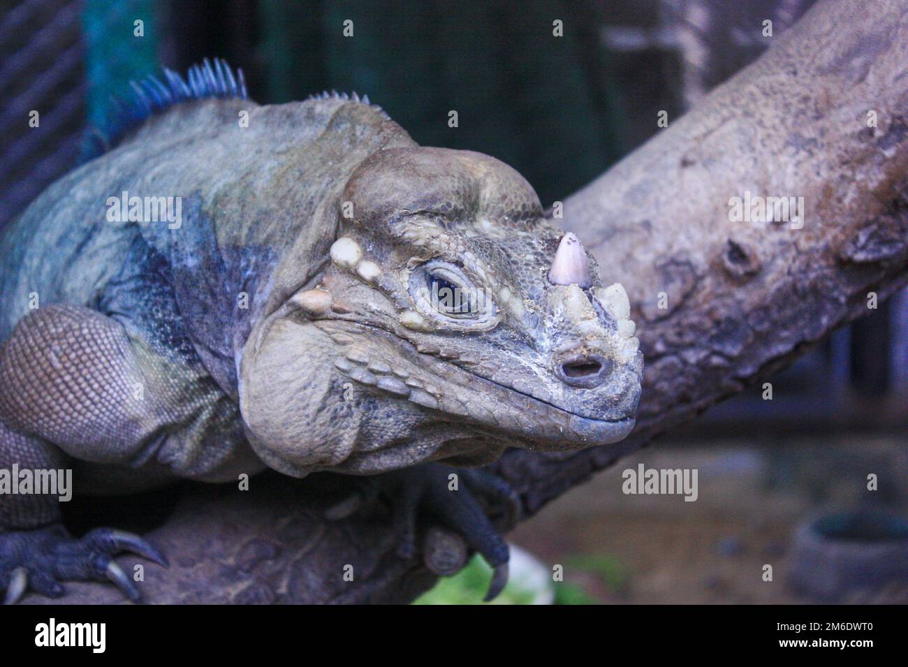 One giant chameleon was at a branch Stock Photo - Alamy