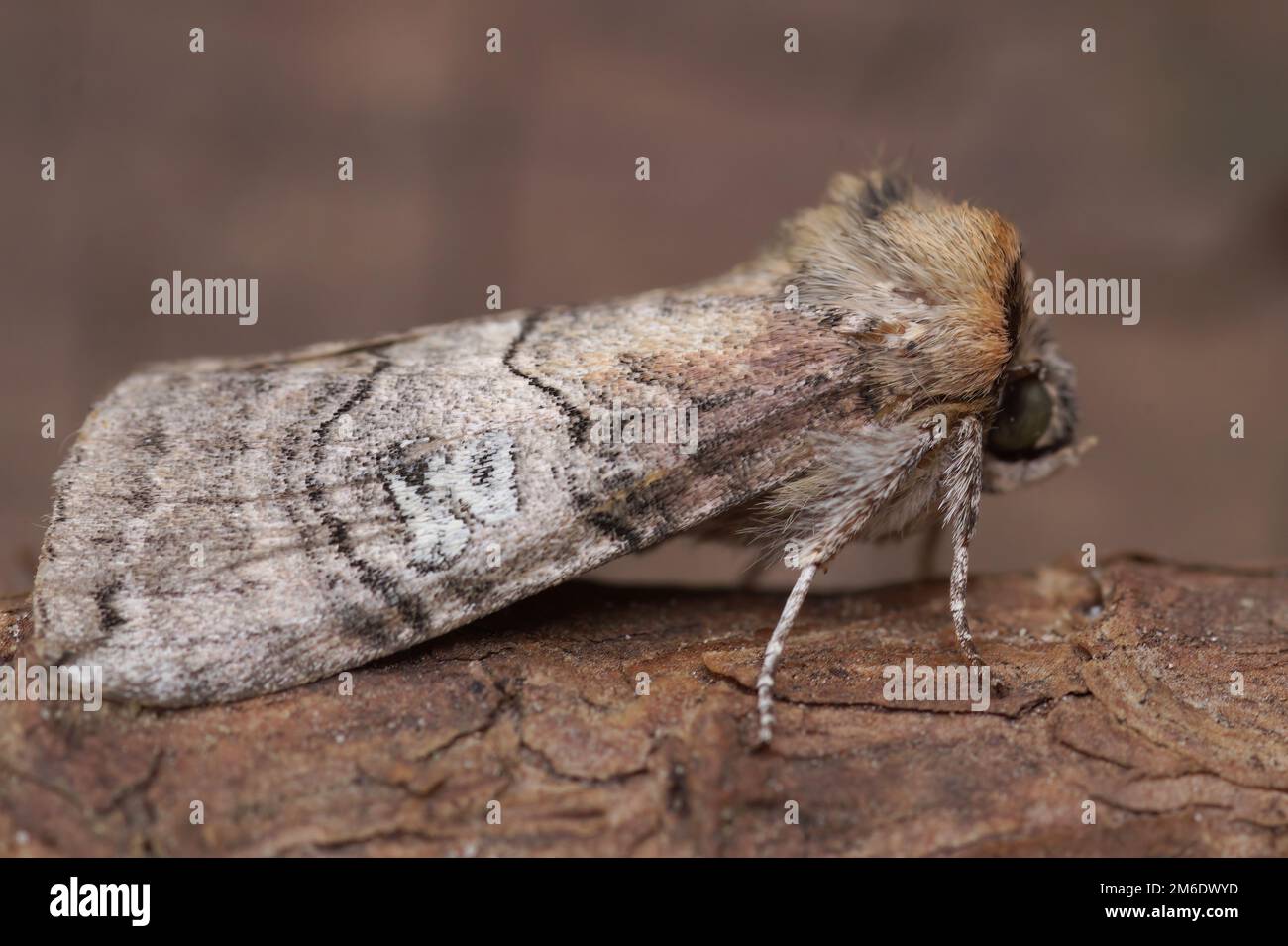 Detailed closeup of the figure of eighty moth, Tethea ocularis Stock ...