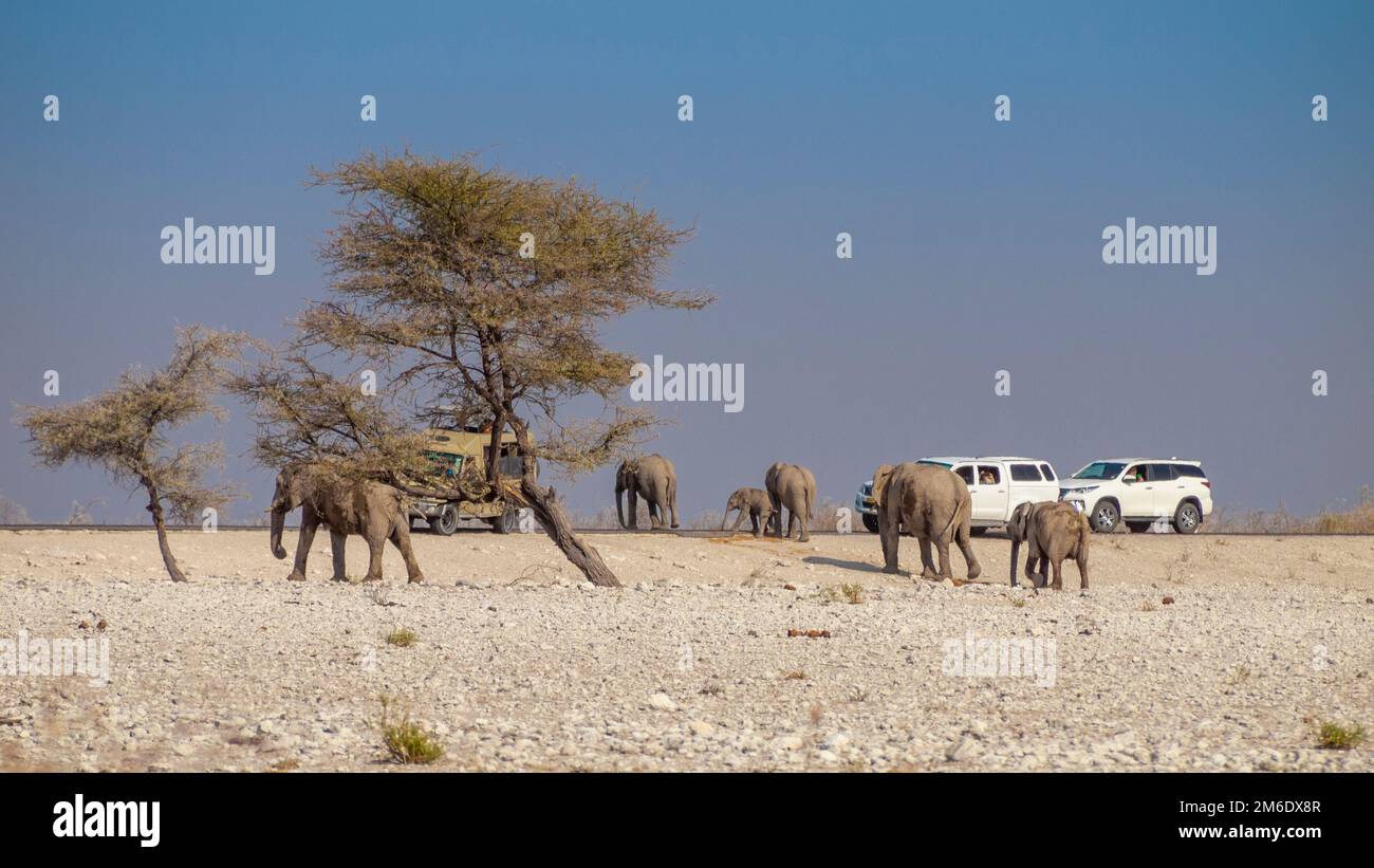Elephants family crossing a road in the Etosha National Park in Namibia ...