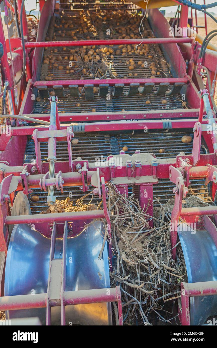 harvesting of potato the working element vertical version Stock Photo ...