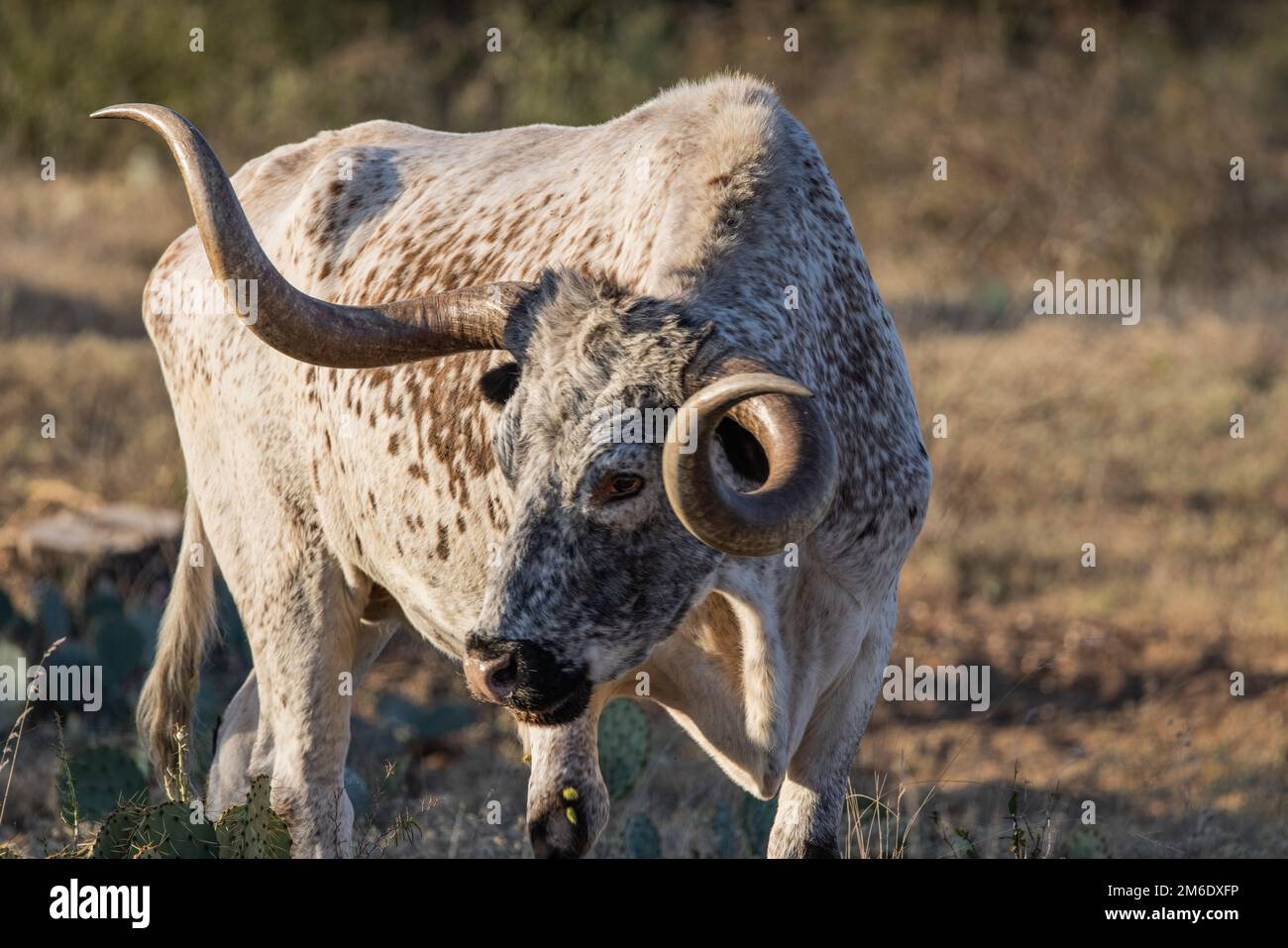 A closeup of a Texas Longhorn standing on a forest park Stock Photo - Alamy