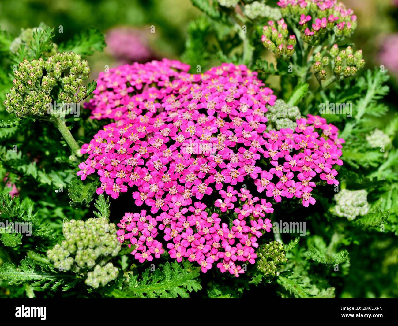 Achillea millefolium milly rock pink hi-res stock photography and ...