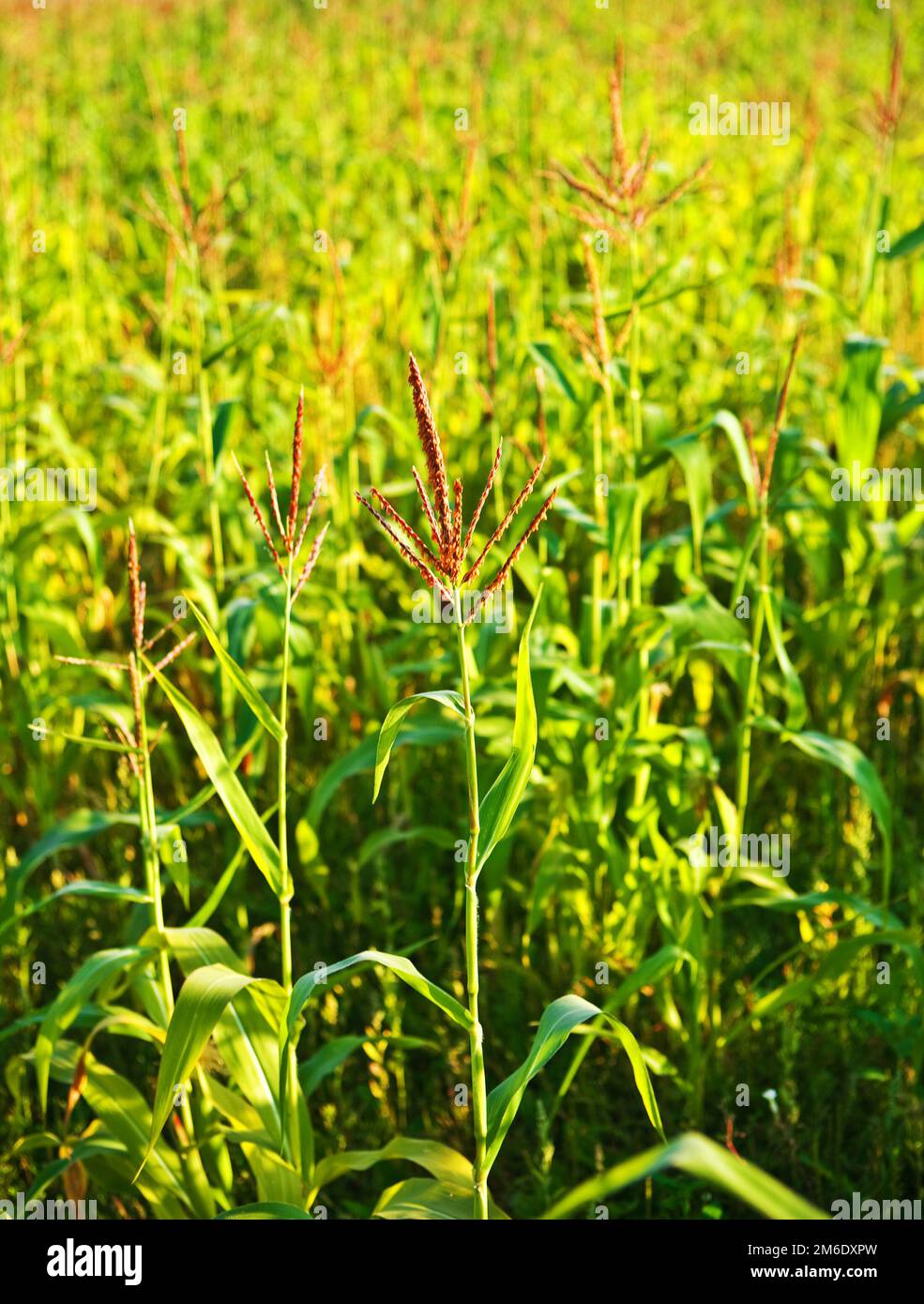 plants of corn Stock Photo - Alamy