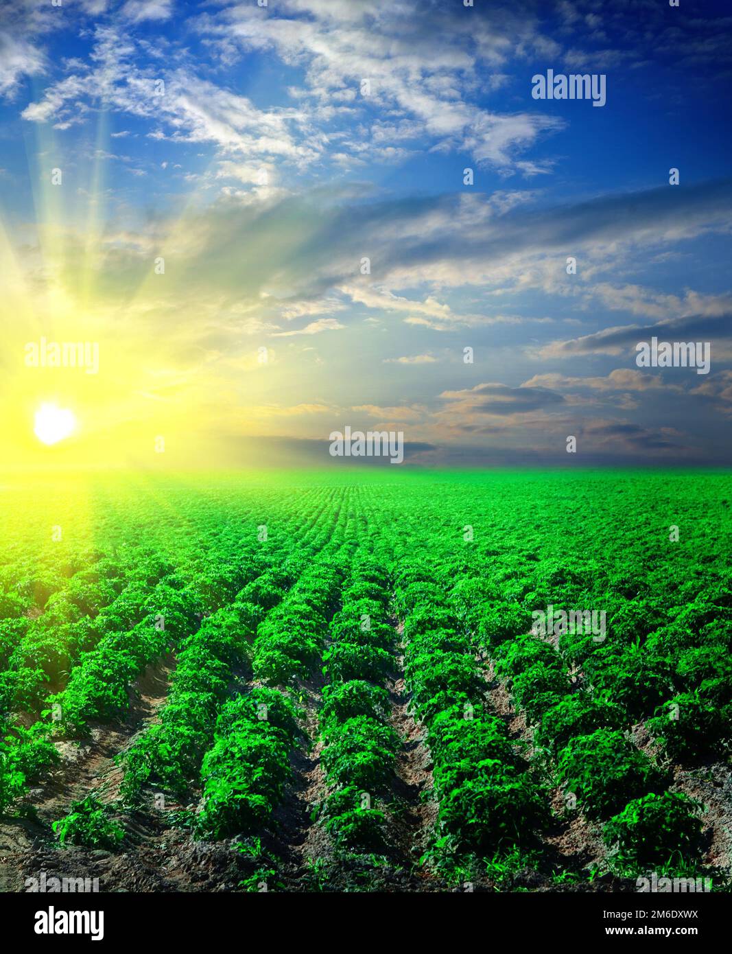 potato field on a sunset Stock Photo - Alamy