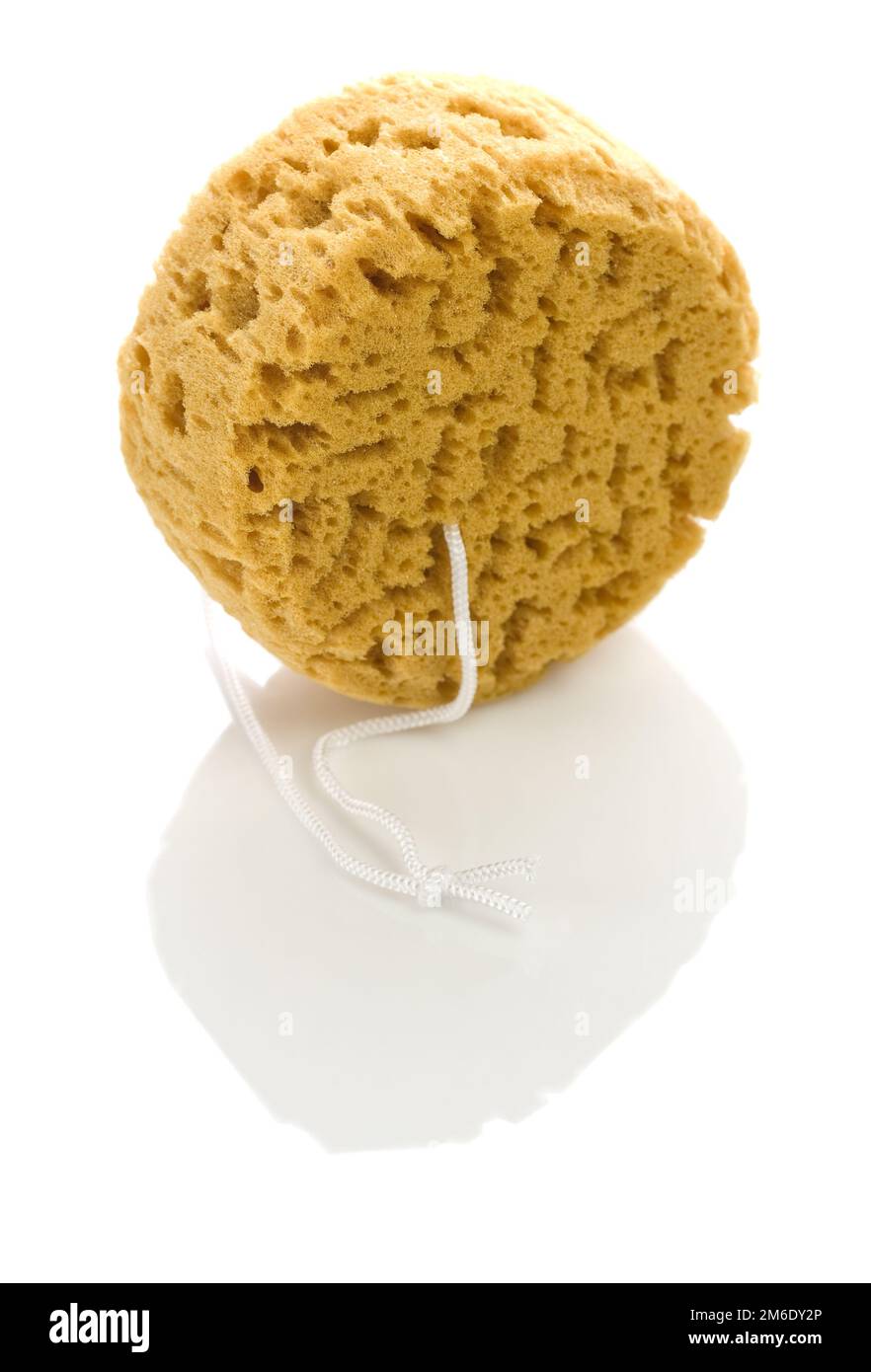 Round sponge hi-res stock photography and images - Alamy