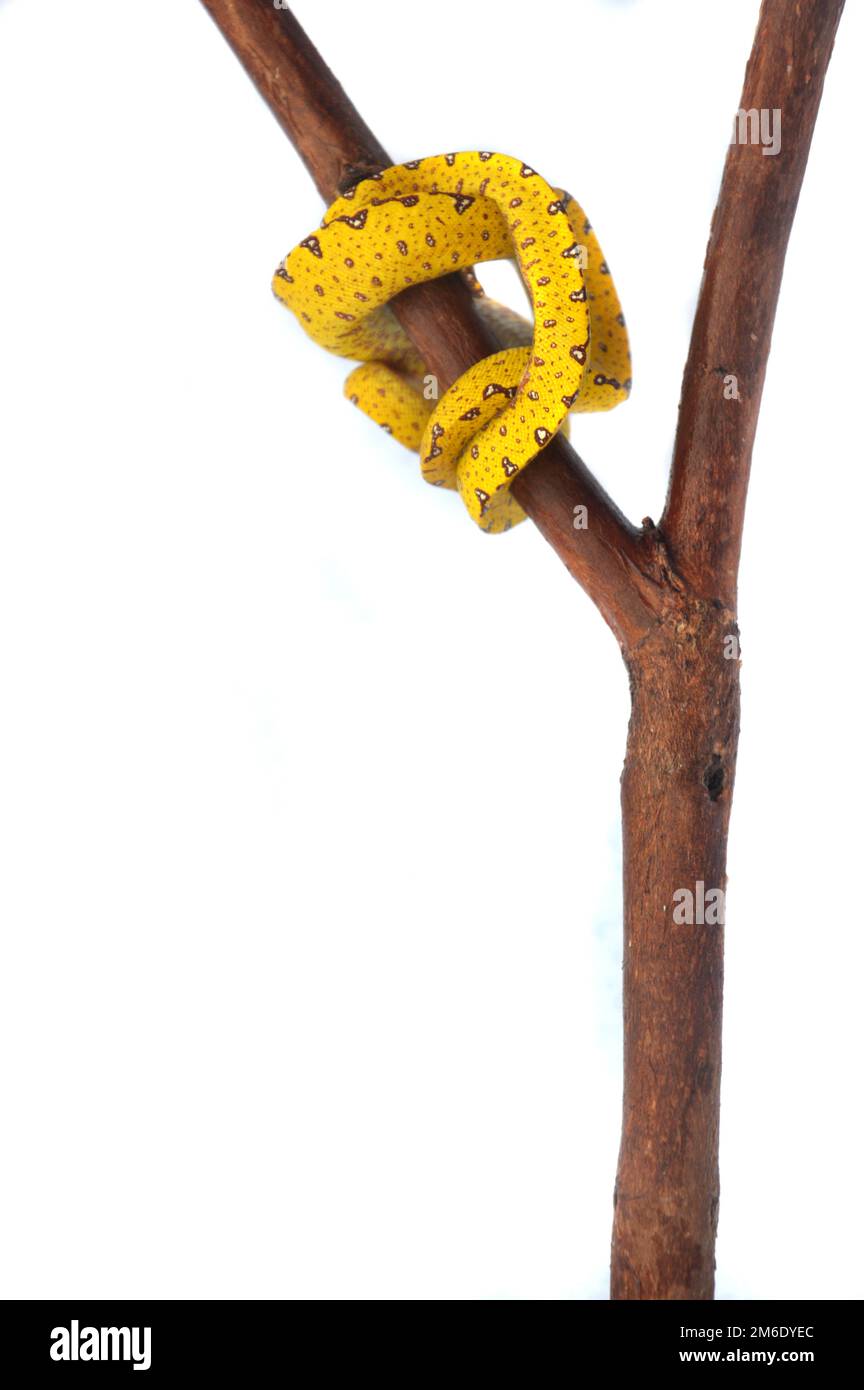 Large pet snake hi-res stock photography and images - Alamy