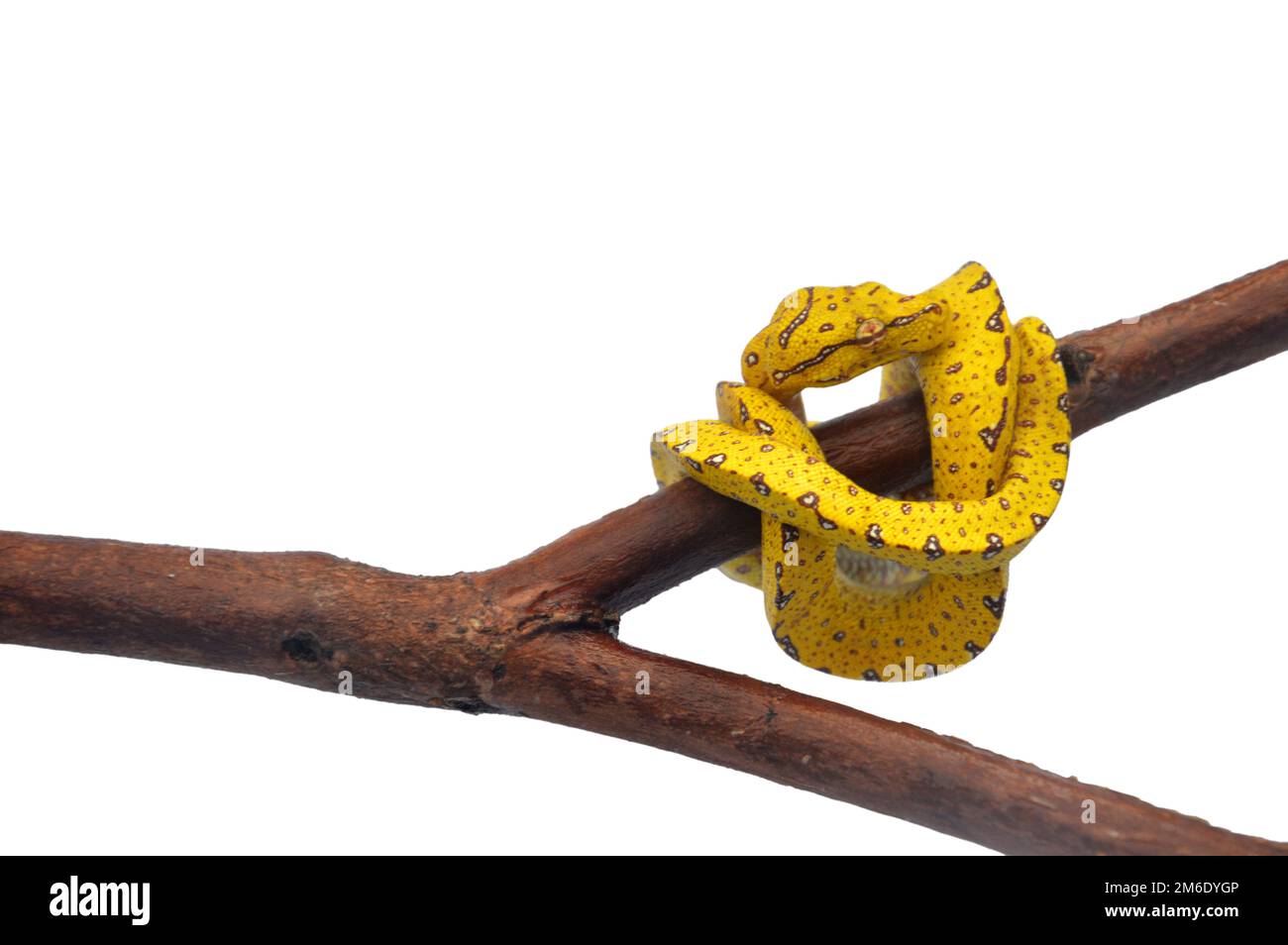 Large pet snake hi-res stock photography and images - Alamy