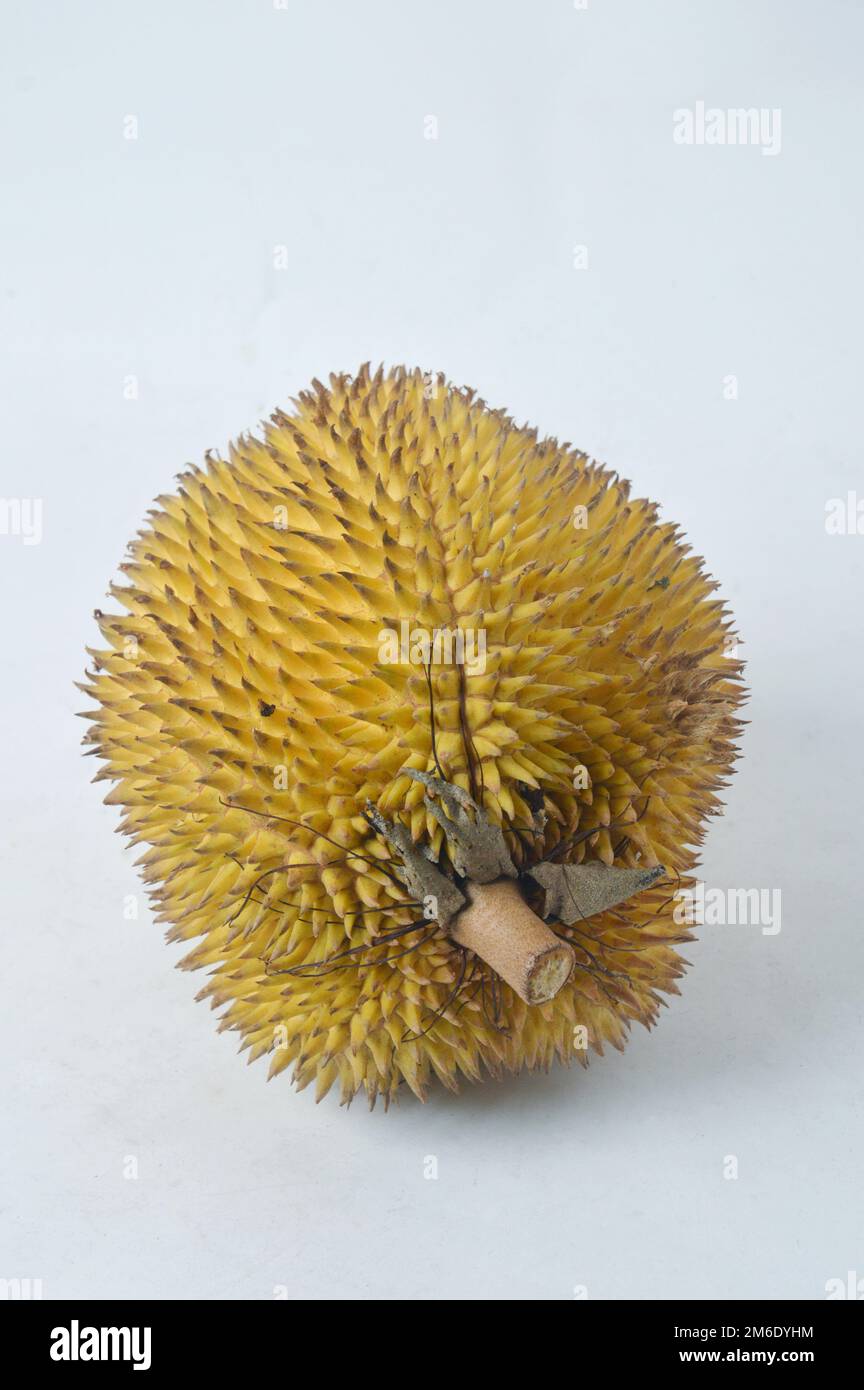 Elai, tropical fruits like durian fruit Stock Photo - Alamy