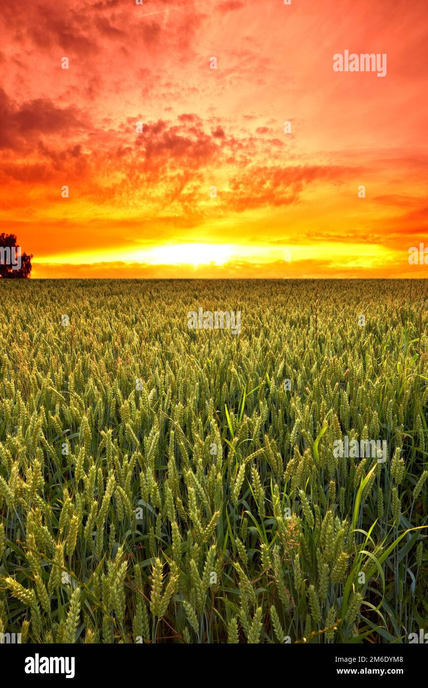 Cornfield in the spring. Farmland in springtime - lots of copy space ...