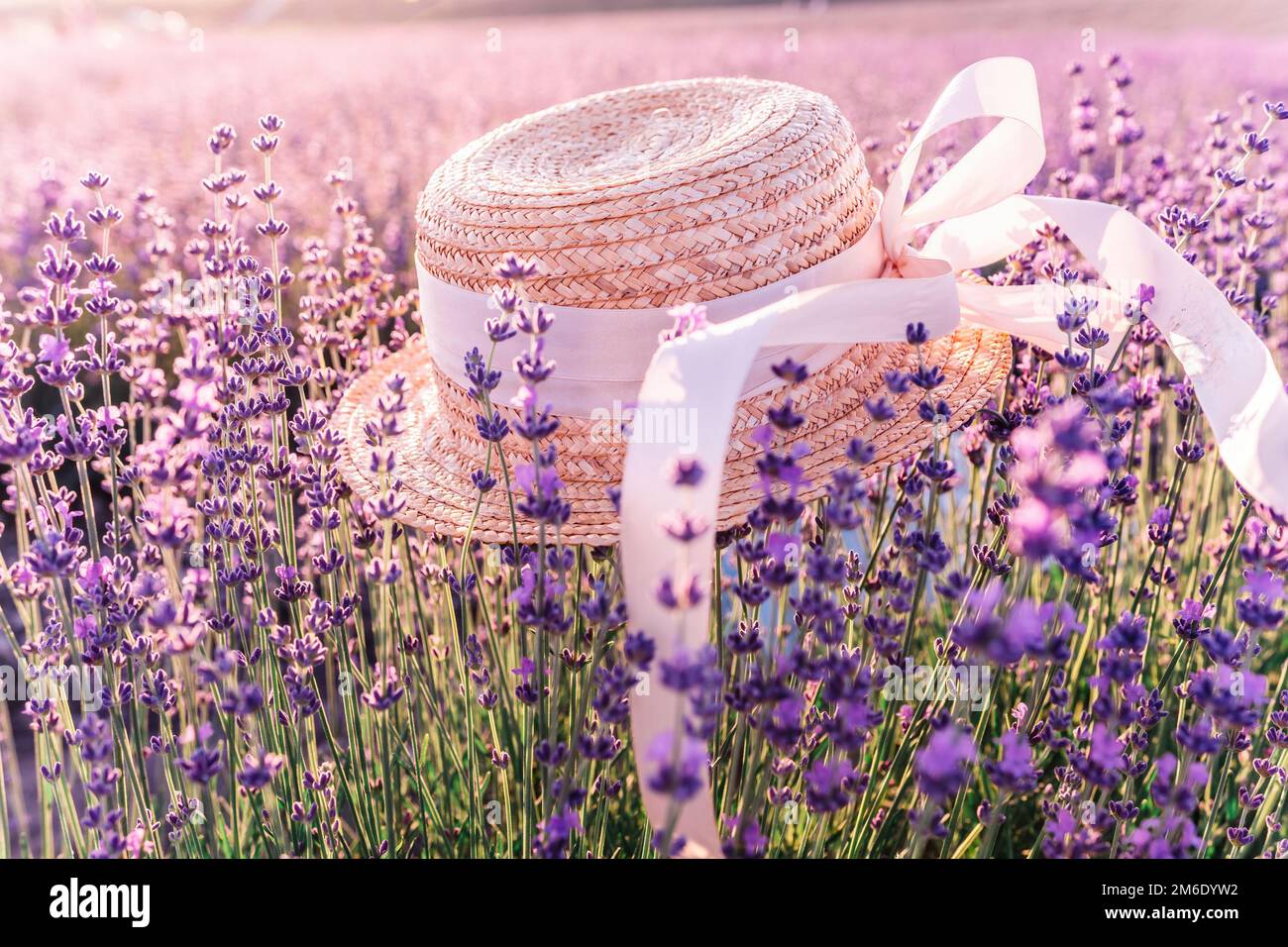 Straw hat on lavender flower field background with beautiful purple ...