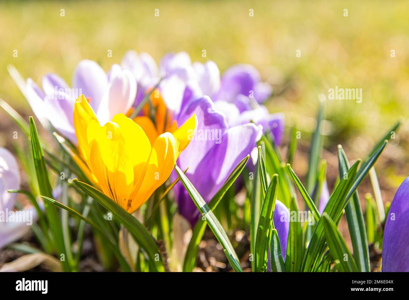 Garden crocuses hi-res stock photography and images - Alamy
