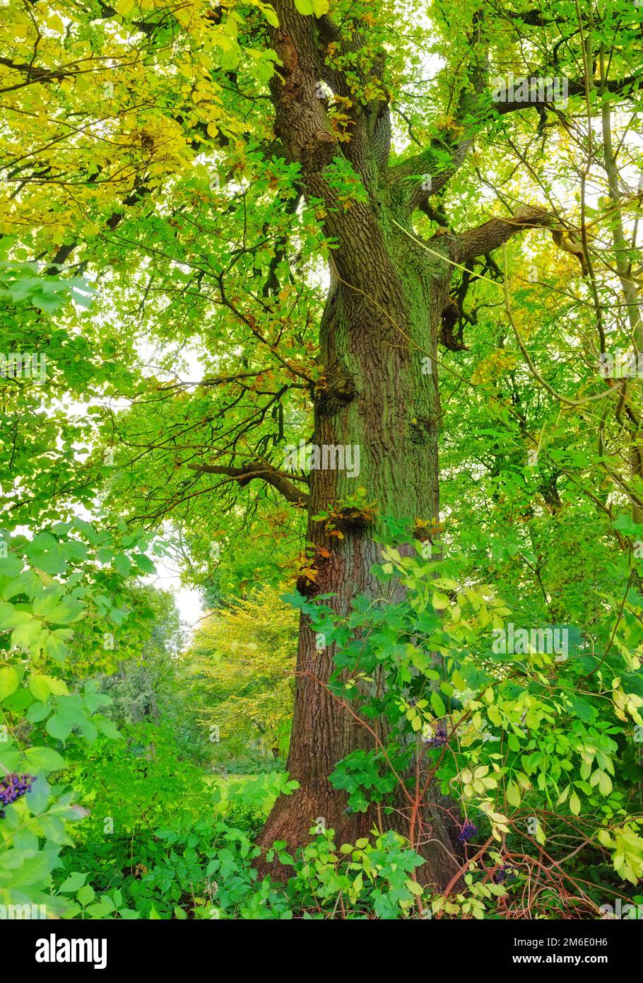 Lush forest in the spring. A very sharp and detailed photo of the ...
