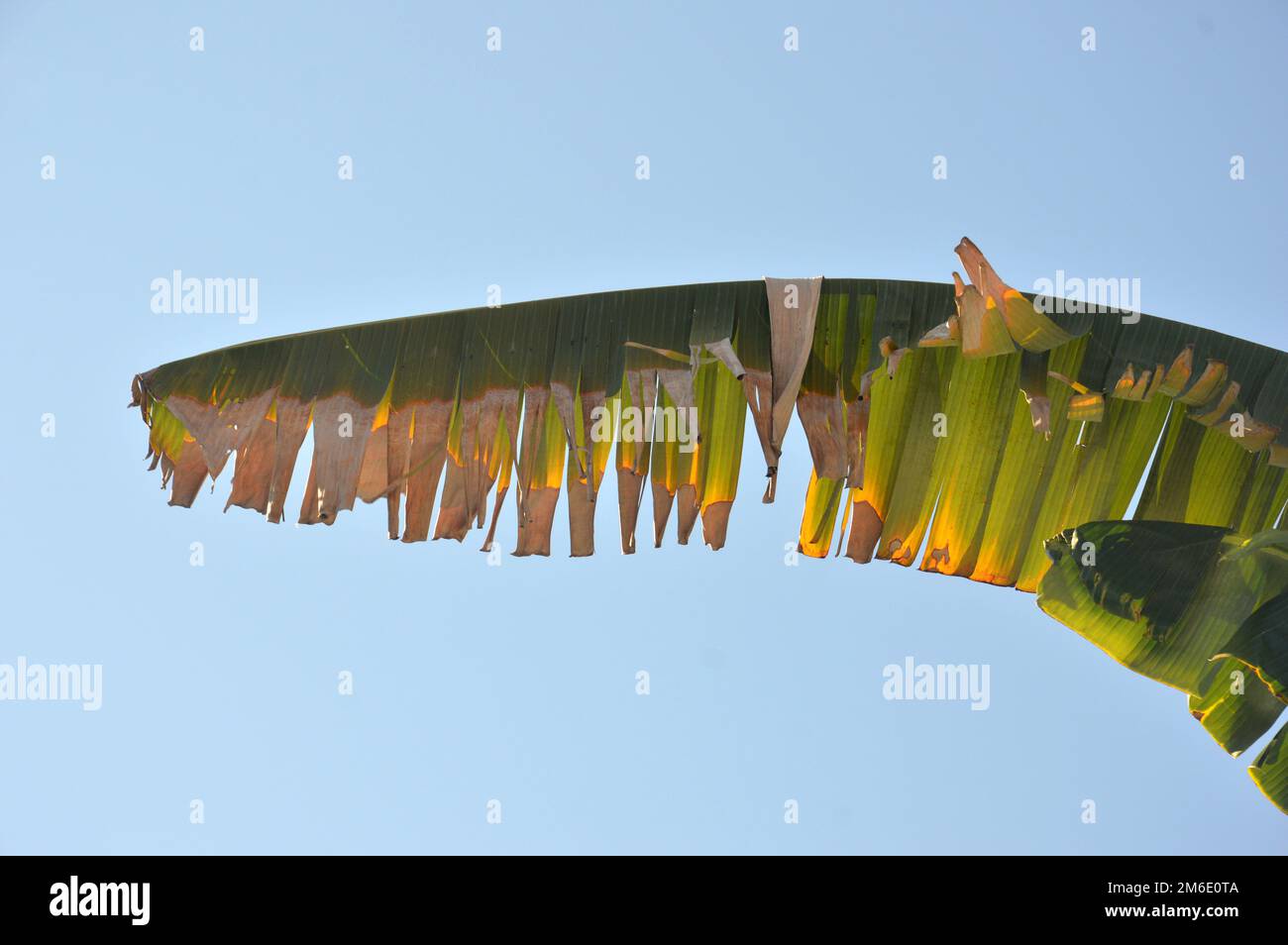 Banana trunk hi-res stock photography and images - Alamy