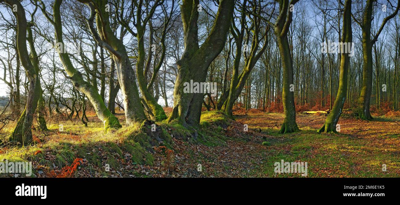 Lush forest in the spring. A very sharp and detailed photo of the ...