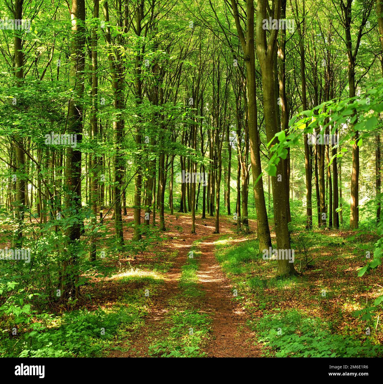 Lush forest in the spring. A photo of forest beauty in springtime Stock ...