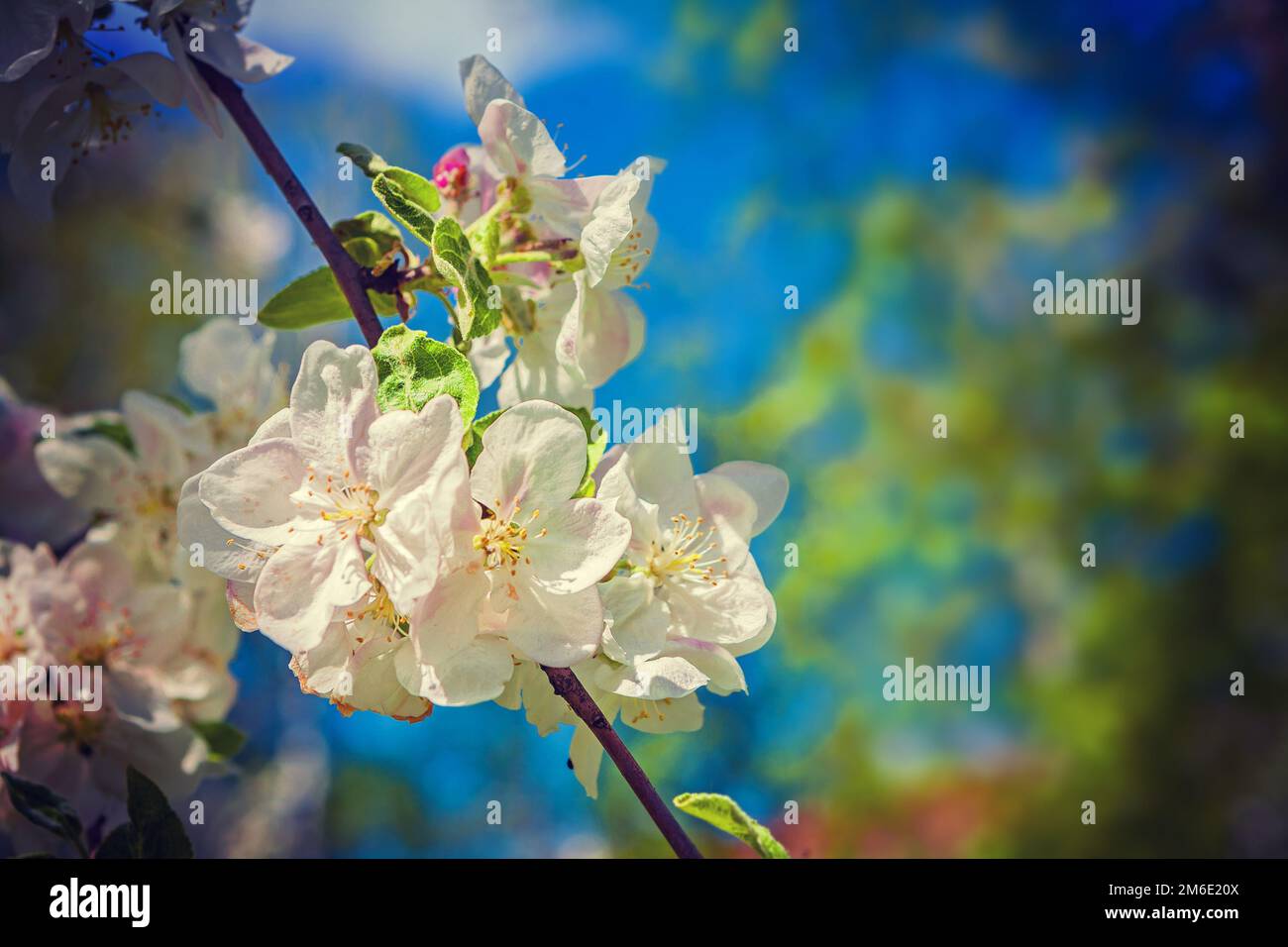 flofers of apple tree instagram stile Stock Photo - Alamy