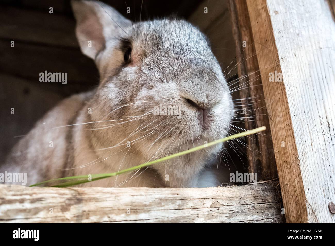 Old rabbit in the cage. Growing domestic rabbits in the garden Stock ...