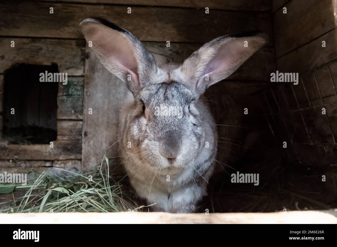 Garden rabbits hi-res stock photography and images - Alamy