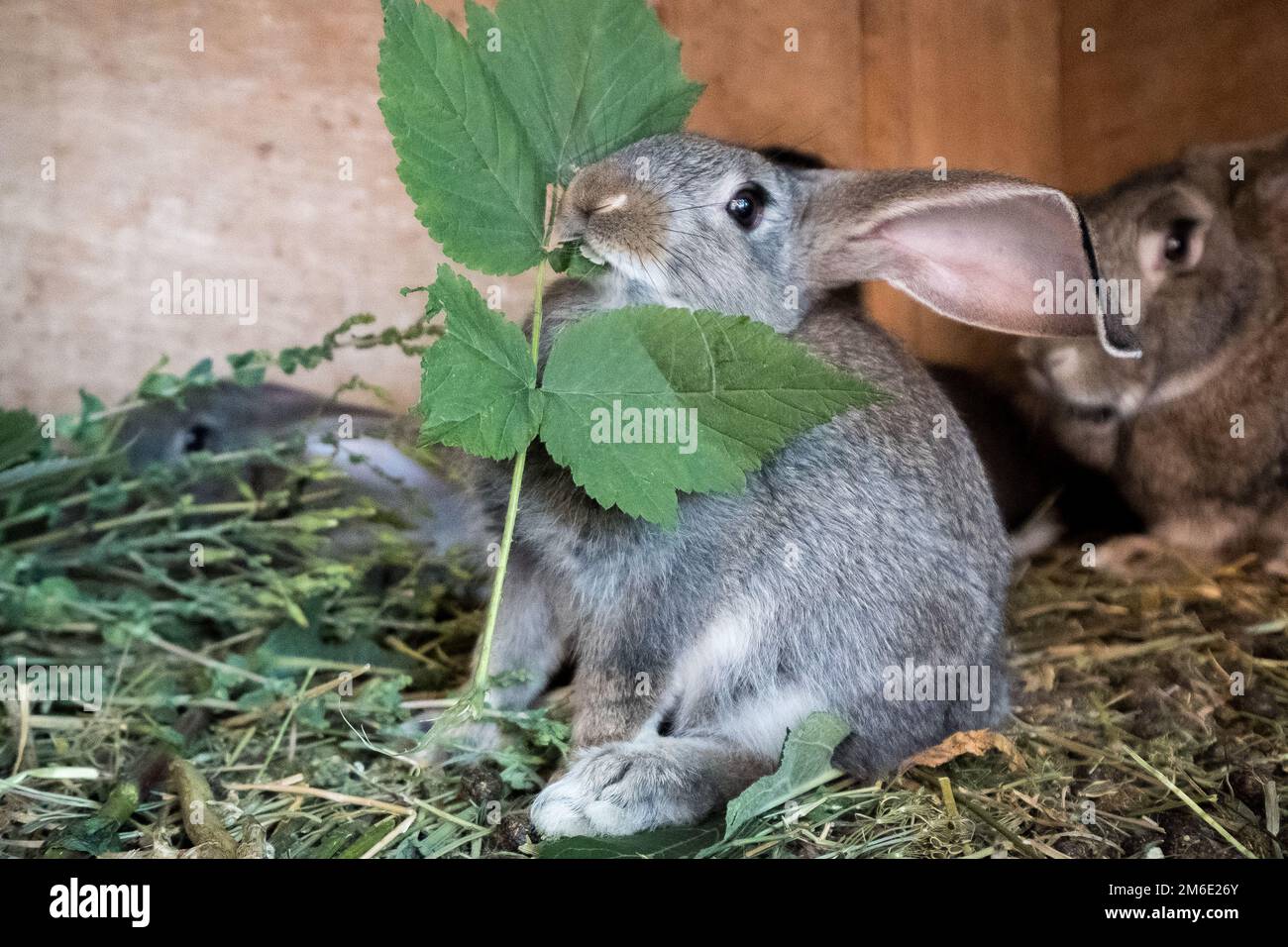 Gray domestic rabbit eats fresh grass in the cage Stock Photo - Alamy