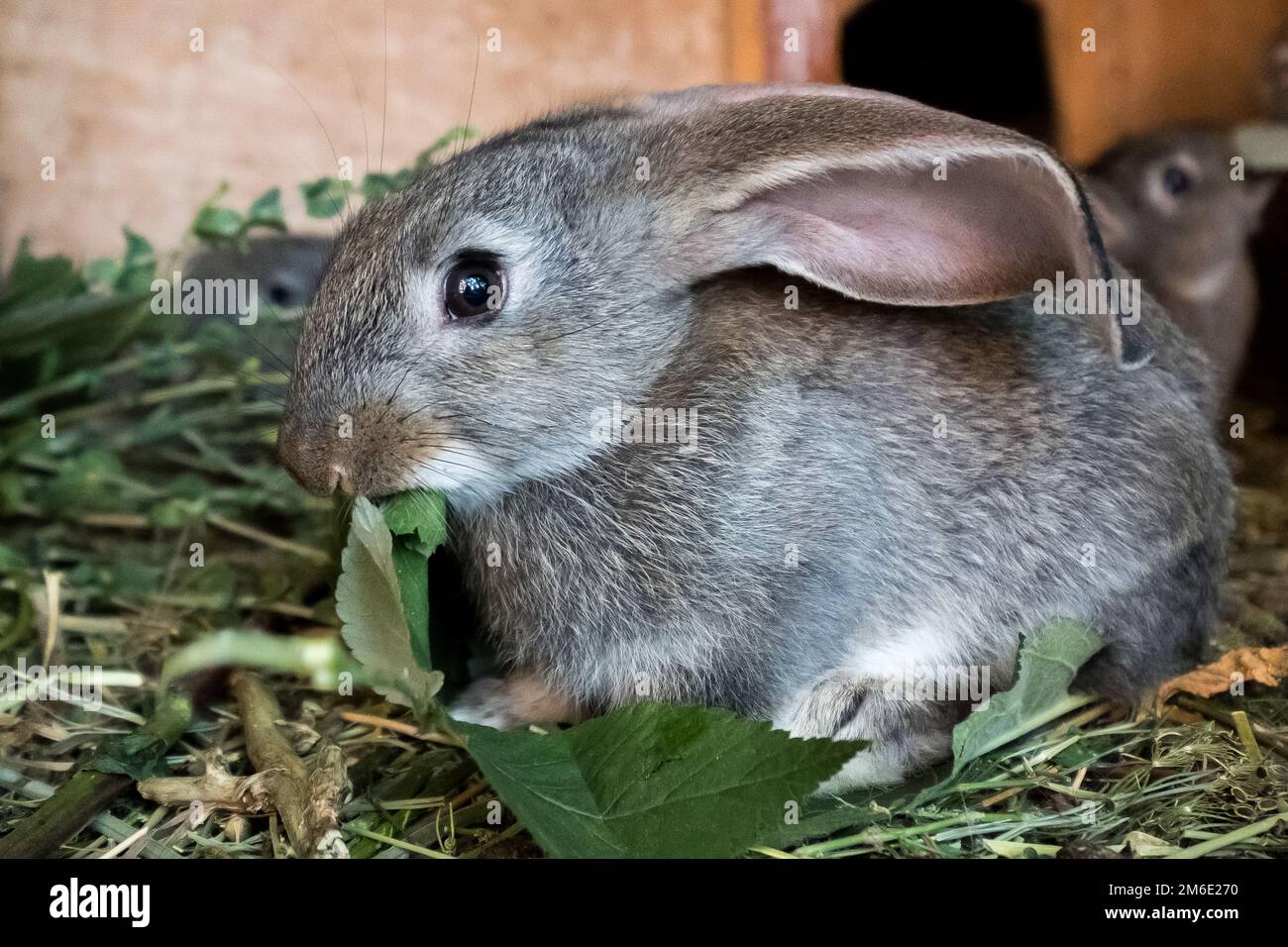 Gray domestic rabbit eats fresh grass in the cage Stock Photo - Alamy