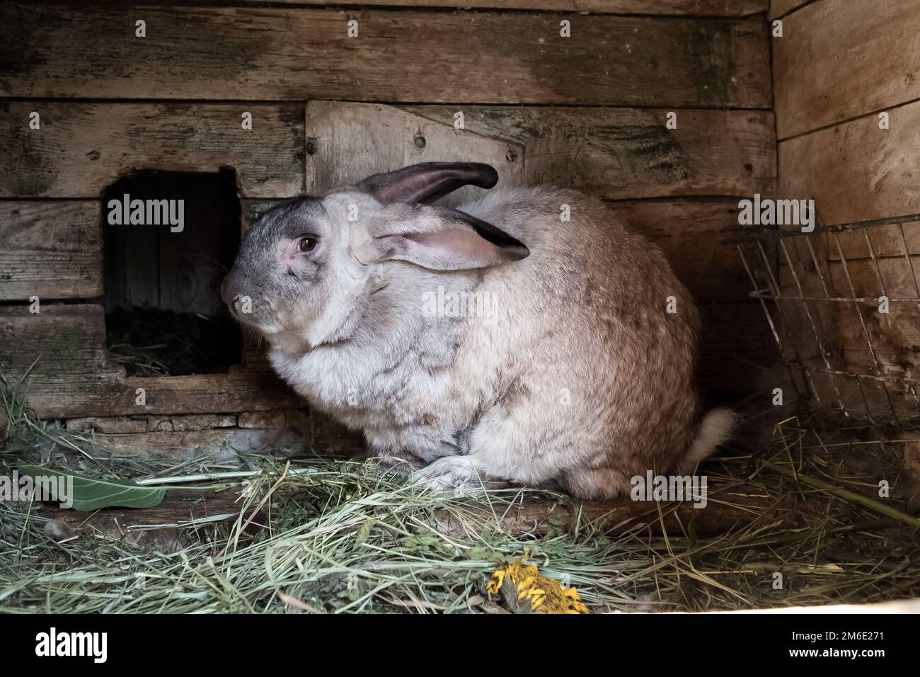 Old rabbit in the cage. Growing domestic rabbits in the garden Stock ...