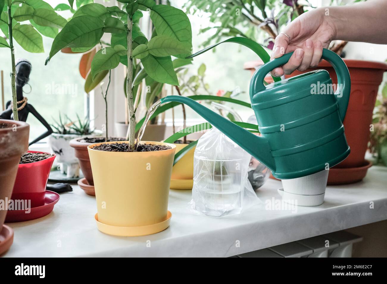 Houseplant watering can hi-res stock photography and images - Alamy