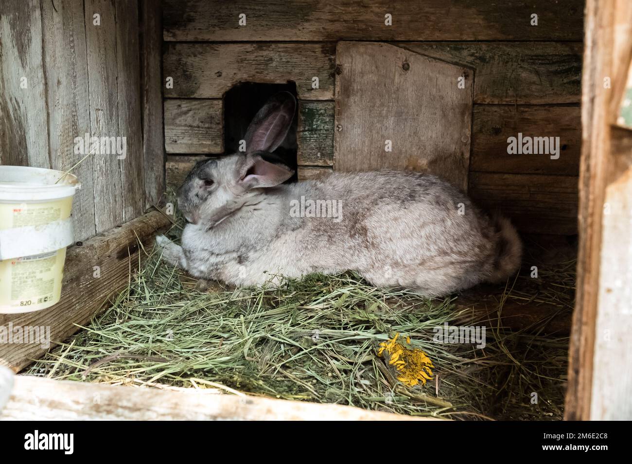 Old rabbit in the cage. Growing domestic rabbits in the garden Stock ...
