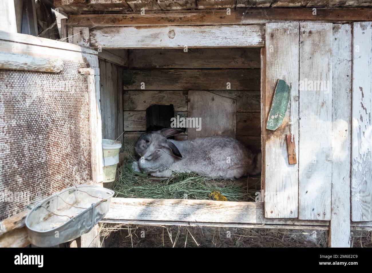 Rabbit cage hi-res stock photography and images - Alamy